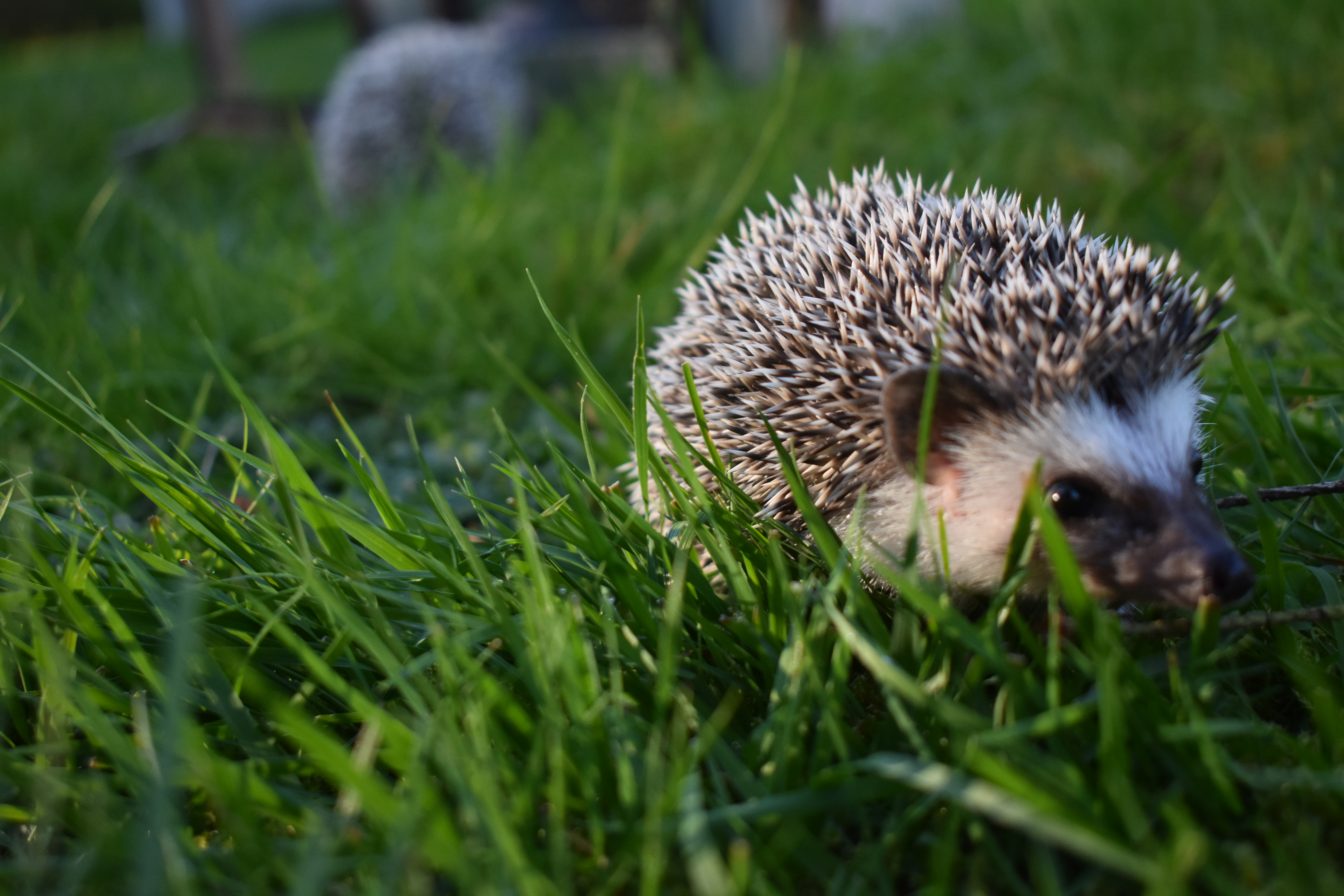 Shopping – Hedgehogs Northwest